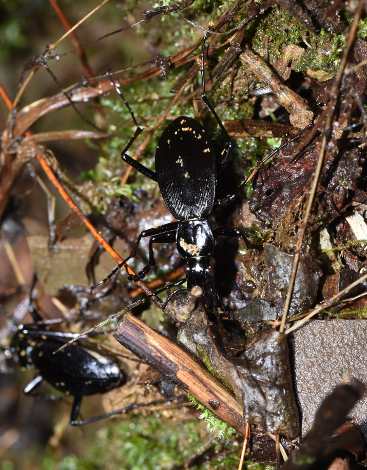 Carabus adolescens from 中国湖南省张家界市桑植县 on July 29, 2021 at 10:51 AM by ...