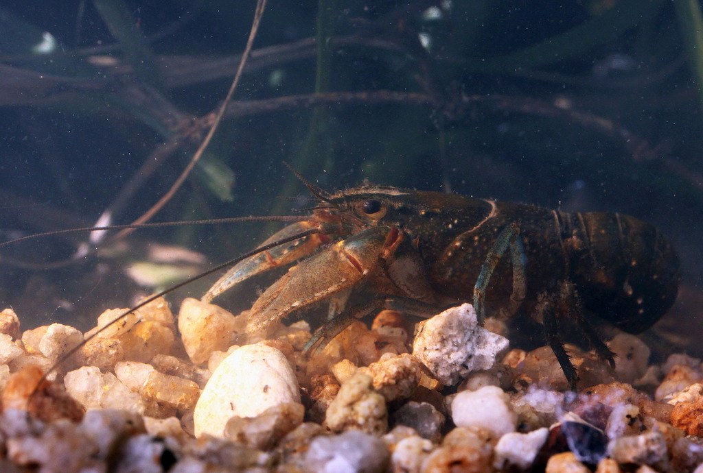 Yarra spiny crayfish in July 2019 by john lenagan · iNaturalist