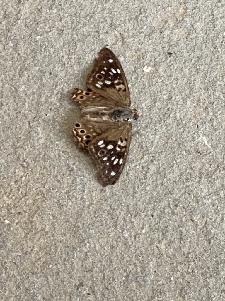 Hackberry Emperor from W Court St, Williamsburg, VA, US on August 28 ...