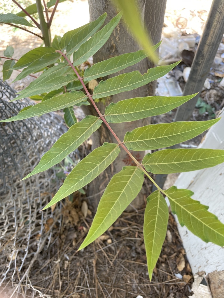 tree-of-heaven from Ninth St, Mayer, AZ, US on August 28, 2021 at 11:51 ...