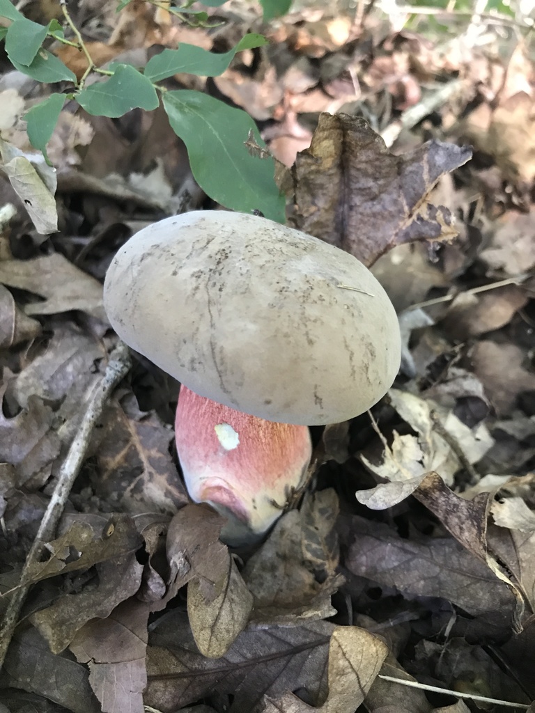 Caloboletus firmus in August 2021 by sammyisafuzzydog · iNaturalist
