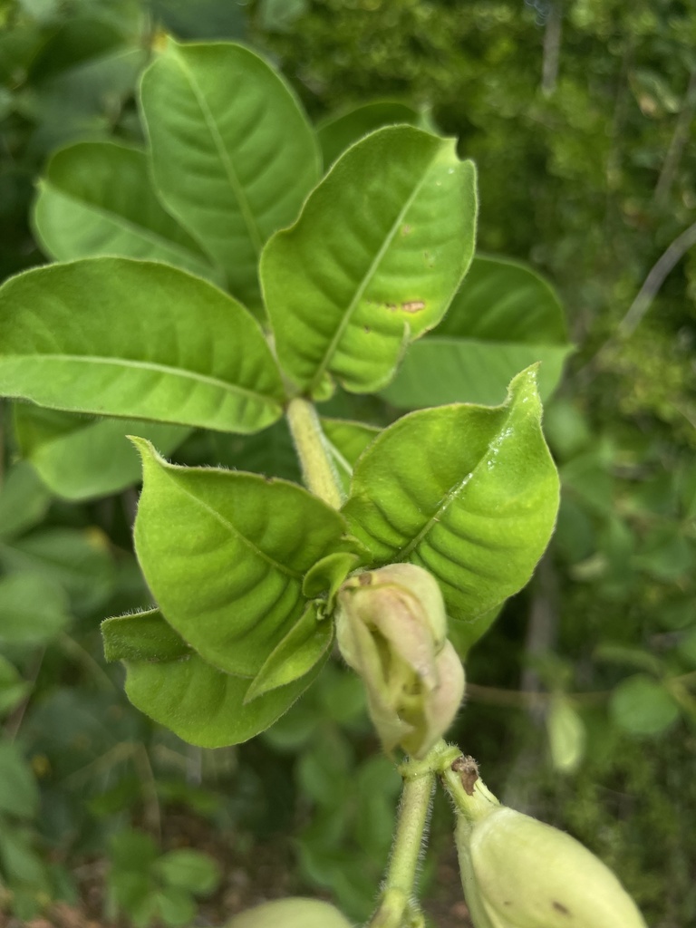 Purple Allamanda from Puerto Rico, Loíza, PR, US on August 27, 2021 at ...