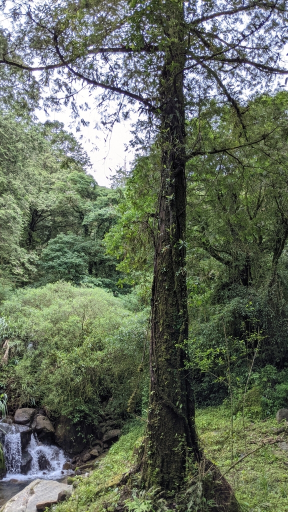 Taiwan Yellow Cedar in August 2021 by 莊伶萱 · iNaturalist