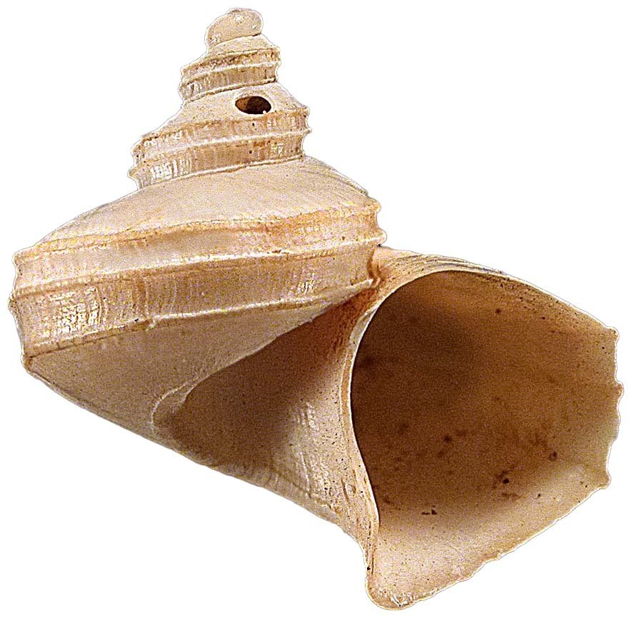 Separatista helicoides (Molluscs of Port Phillip Bay) · iNaturalist