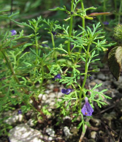 (Schistophragma mexicanum)