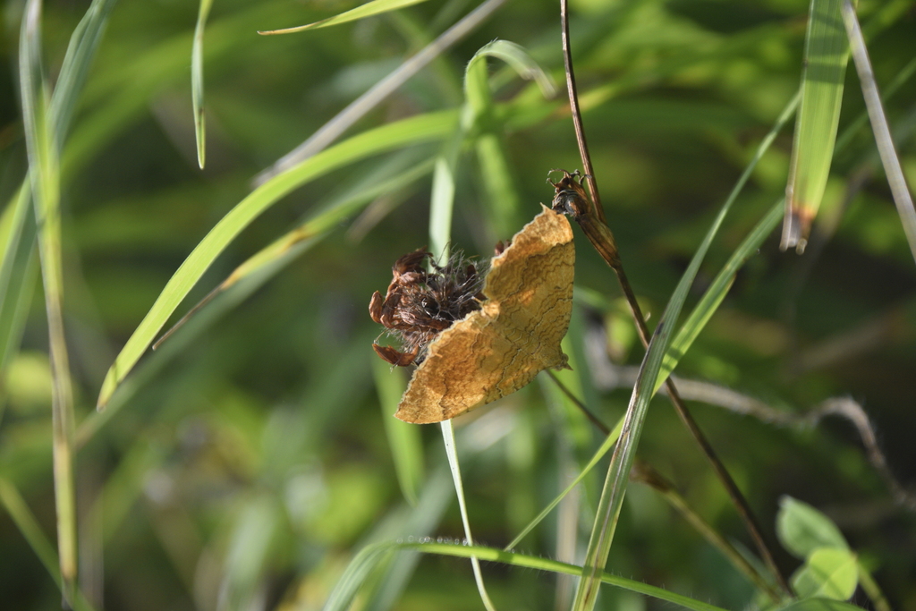 Yellow Shell Moth from Vizcaya, España on August 25, 2021 at 11:17 AM ...