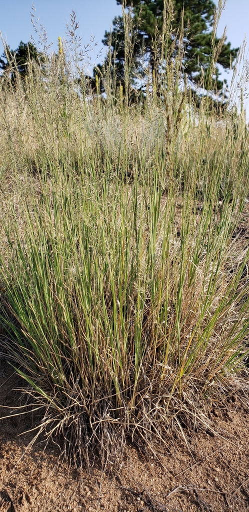 Sand Ricegrass from Ward, CO 80481, USA on August 17, 2021 at 08:31 AM ...