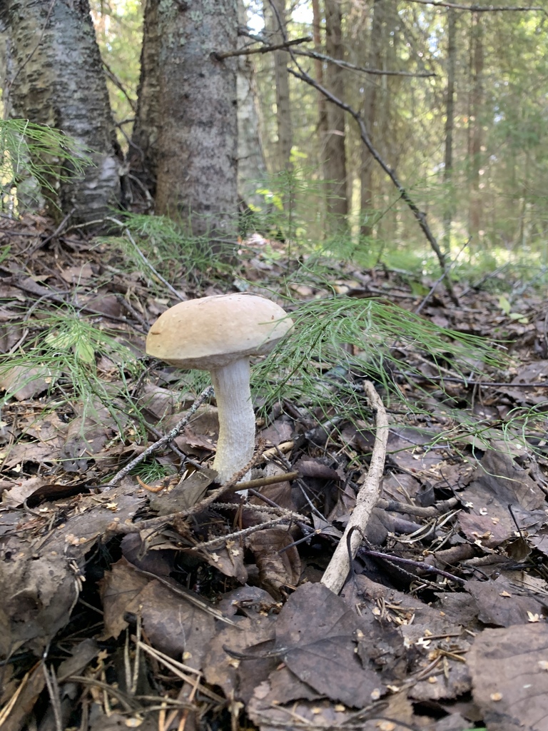 Ghost Bolete from Вологодская область, RU on August 28, 2021 at 11:59 ...