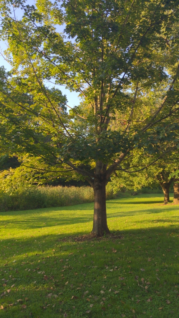 sugar maple from Stocker Center, Athens, OH 45701, USA on August 27 ...