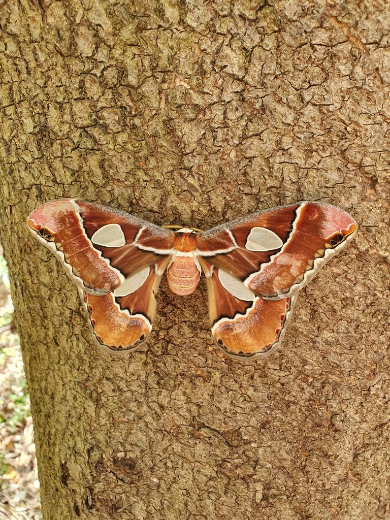 Rothschildia from Felipe Carrillo Puerto, 97367 Celestún, Yuc., Mexico ...