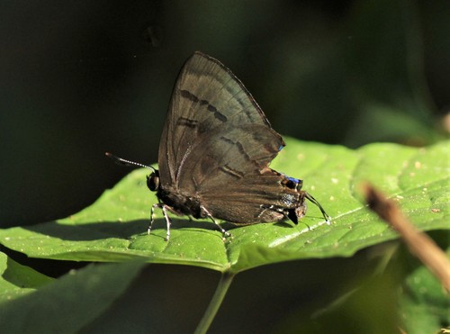 Rapala melida · iNaturalist