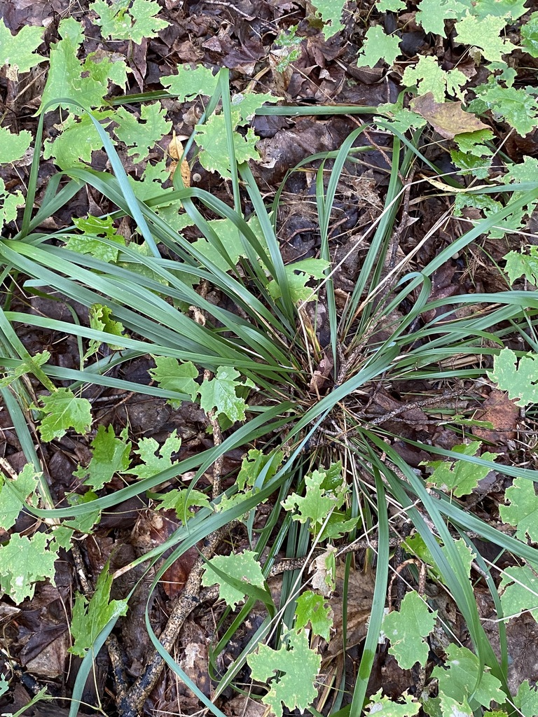 White-grained Mountain-ricegrass from Vilas County, WI, USA on August ...