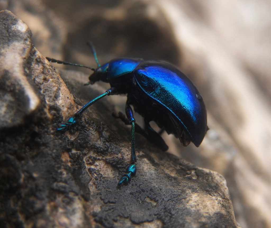Eumolpus robustus from Tixtla de Guerrero, Gro., México on August 22 ...