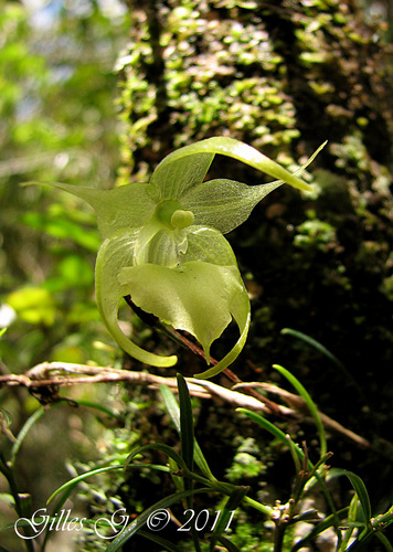 Aeranthes strangulata · iNaturalist