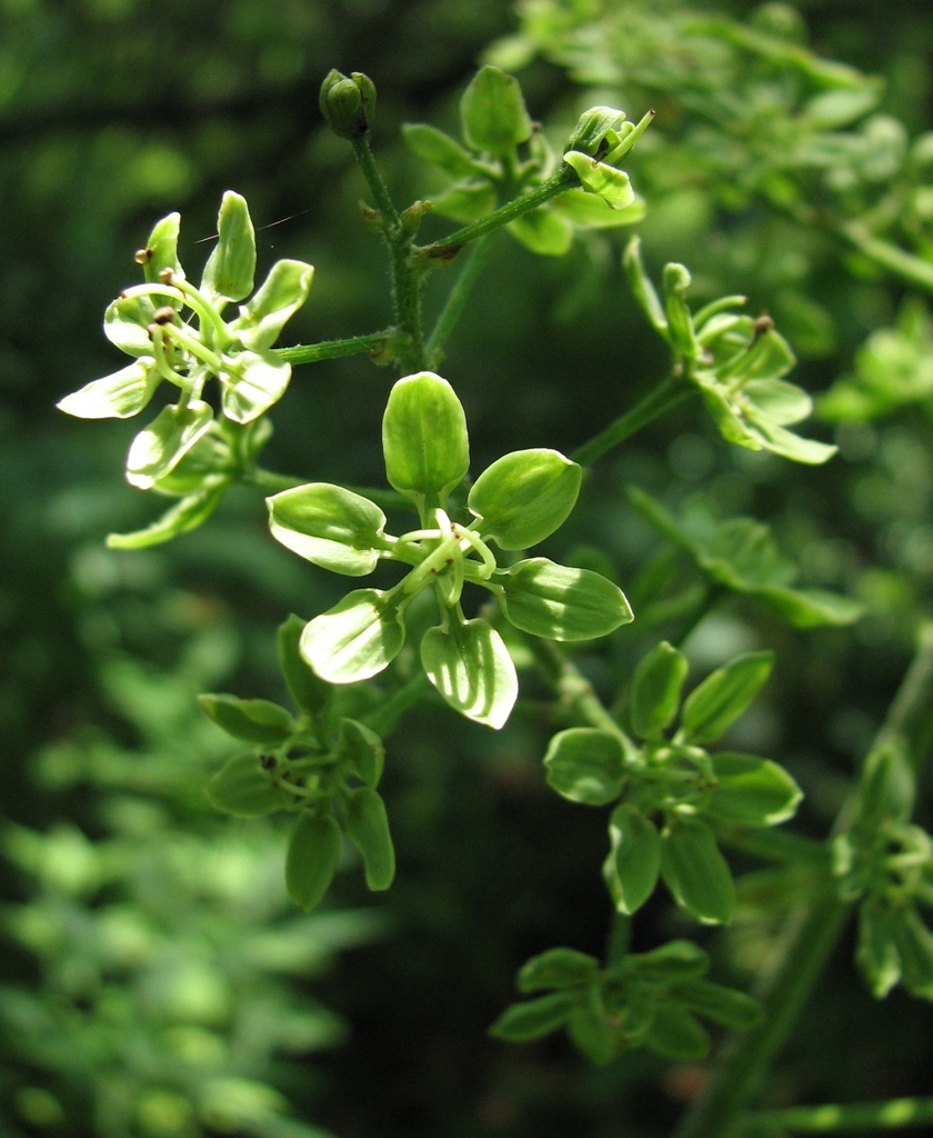 Virginia bunchflower in July 2008 by Pete Woods · iNaturalist