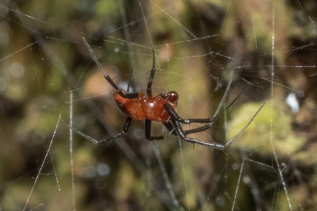 Asian Hermit Spider from Bishan, Singapore on August 29, 2021 at 03:53 ...