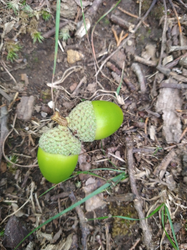 white oak from High Mountain Park Preserve on August 28, 2021 at 01:48 PM by ds55 · iNaturalist