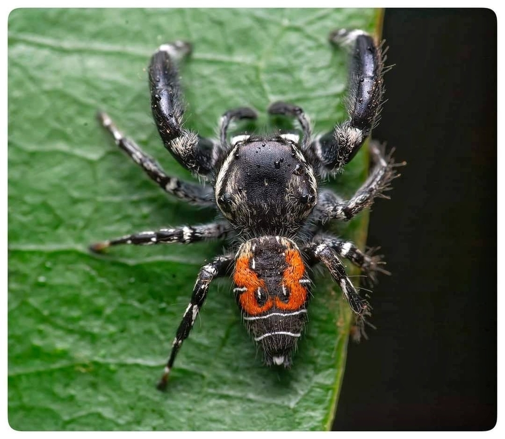 Rhene rubrigera from Hingaara- The Nature Stay on November 08, 2019 at 10:33 AM by vishi.gowda ...