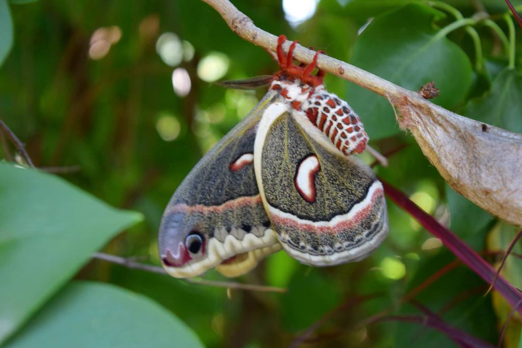 Cecropia Moth from Trempealeau, WI 54661, USA on June 10, 2015 at 04:24 ...