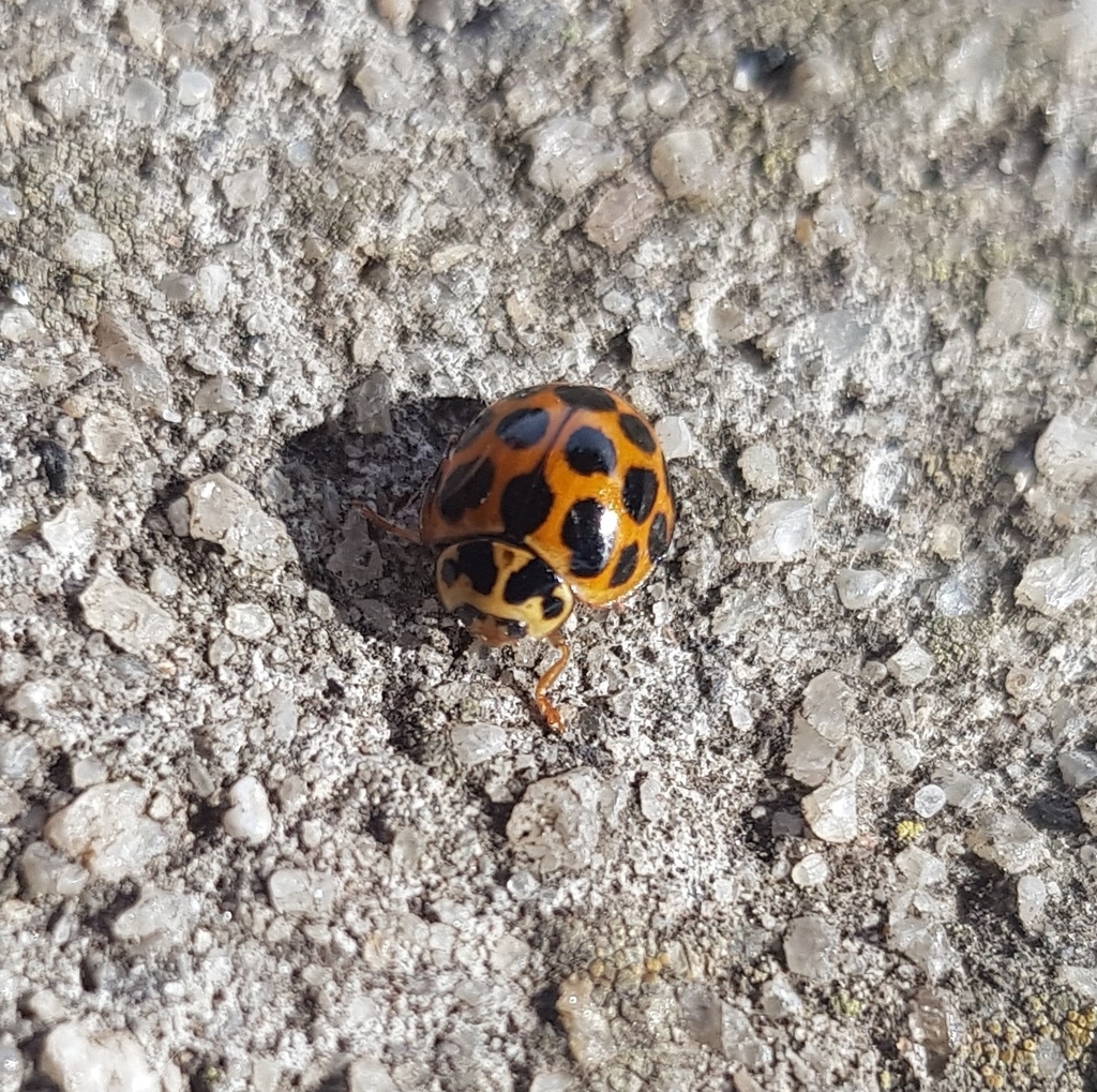 Large Spotted Ladybird from Seddon VIC 3011, Australia on August 30 ...