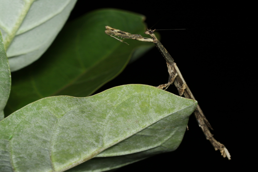 Toxoderopsis taurus from Kalalavadi, Karnataka, India on November 10 ...
