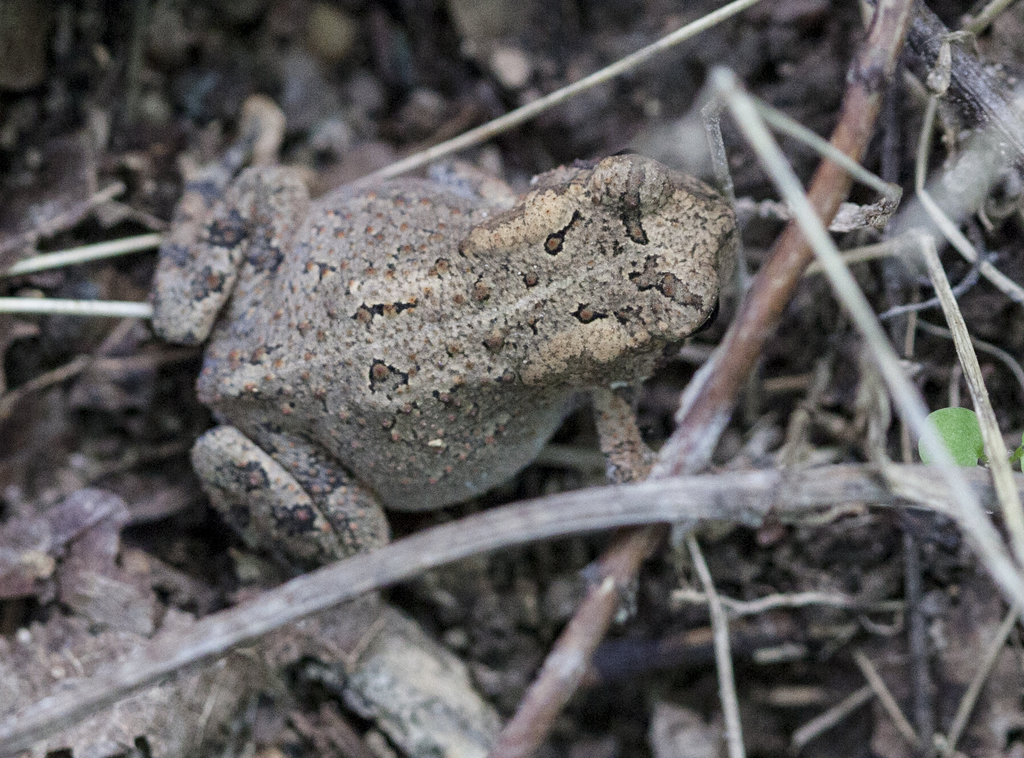 American Toad from Putnam County, TN, USA on August 29, 2021 at 10:42 ...