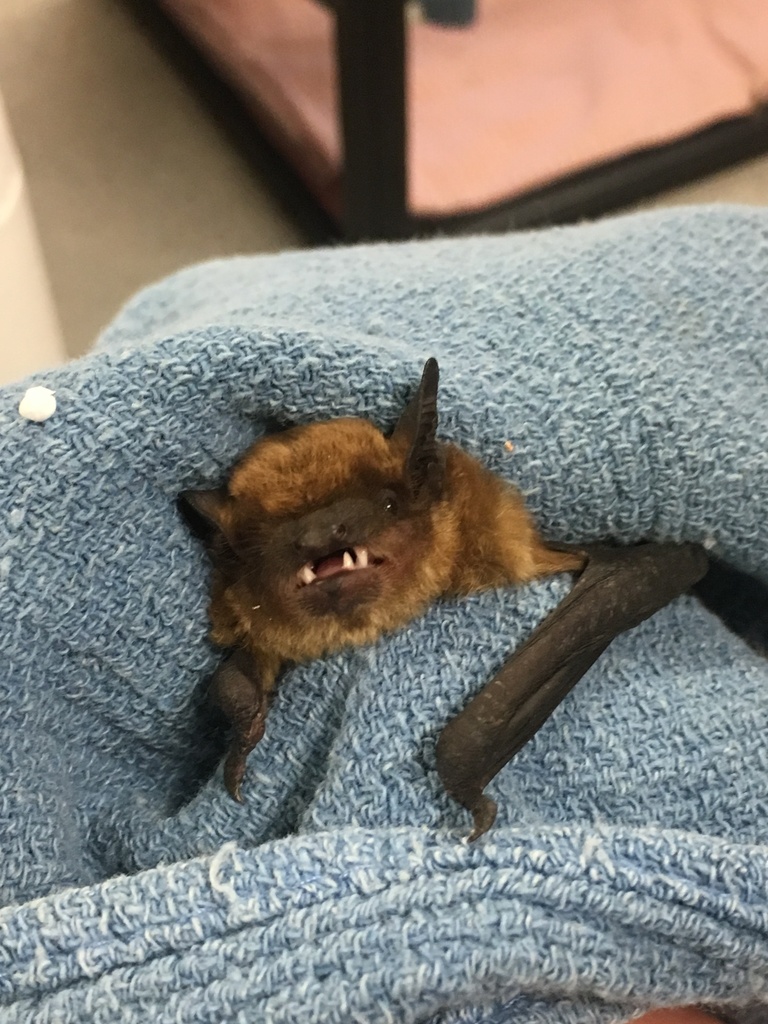 Big Brown Bat from K-57, Milford, KS, US on January 31, 2019 at 11:23 ...