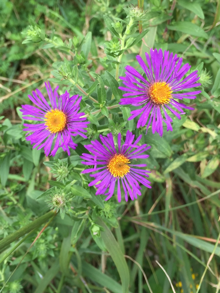 New England aster from New York County, US-NY, US on August 29, 2021 at ...