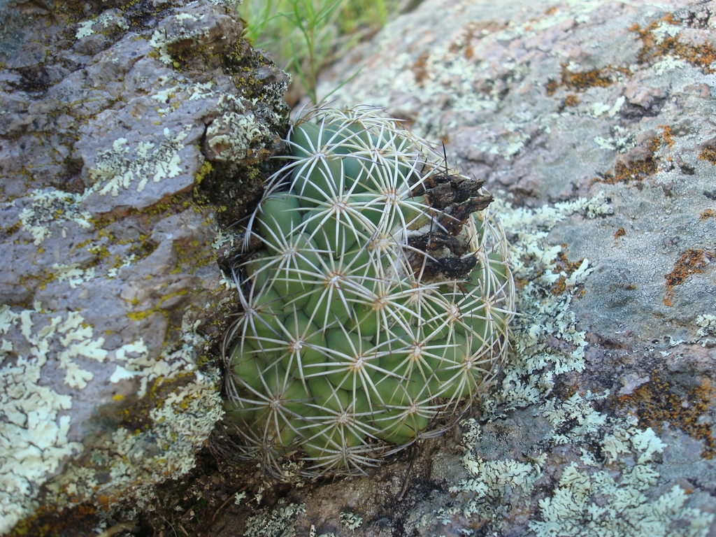 Coryphantha compacta from Cumbres de Majalca on August 14, 2021 by ...