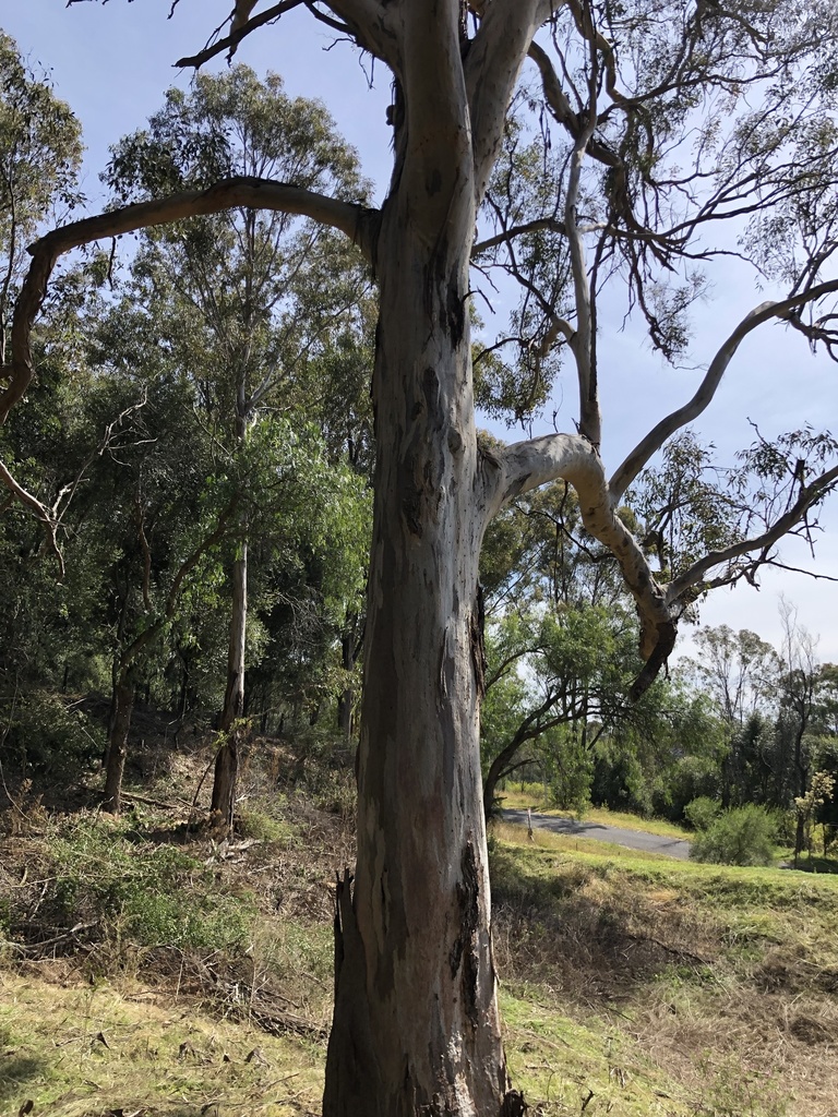 Forest red gum from Old Razorback Road, Razorback, NSW, AU on August 30 ...