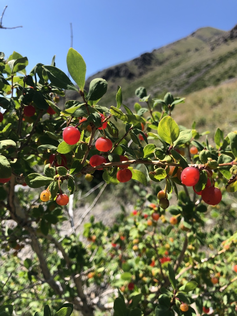 small-leaved honeysuckle from Uvs, MN on August 04, 2021 at 11:32 AM by ...