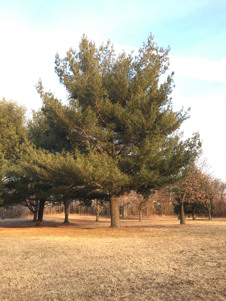 eastern white pine from Kinder Farm Park, Severna Park, MD, US on ...