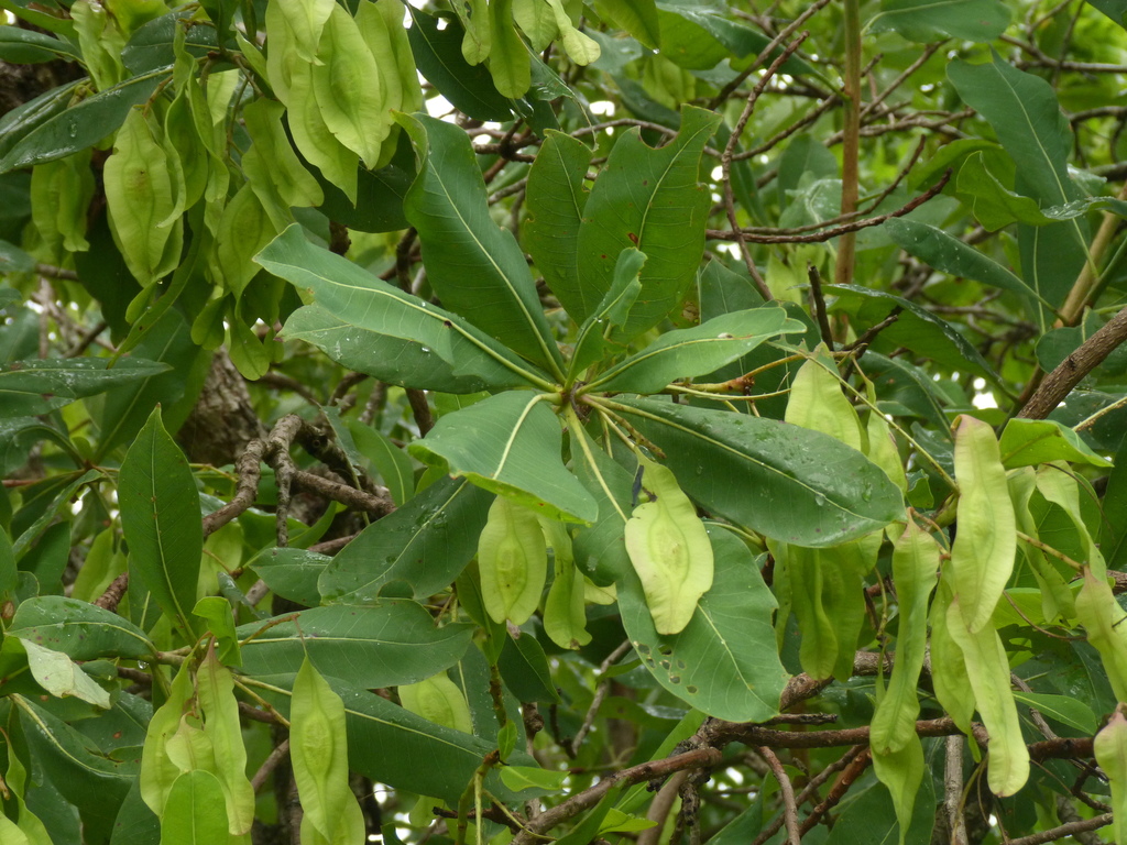 Terminalia macroptera from Mandiana Prefecture, Guinea on August 25 ...