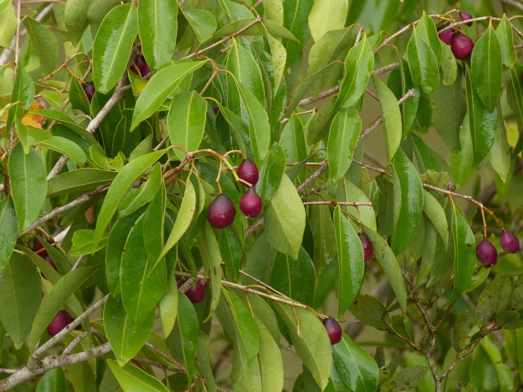 Water Pear from Mandiana Prefecture, Guinea on August 25, 2017 at 04:05 ...