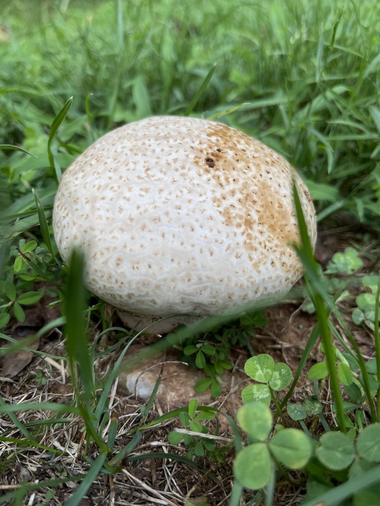 Purple-Spored Puffball from School House Ln, Nellysford, VA, US on ...