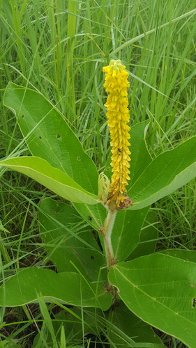 Eriosema afzelii · iNaturalist United Kingdom