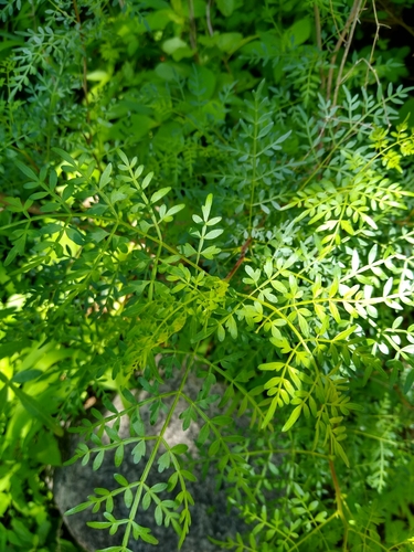 Torote blanco (Bursera stenophylla)