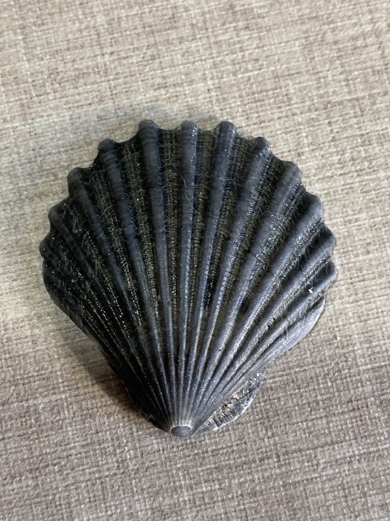 Argopecten from Pelotas, RS, BR on August 30, 2021 at 04:04 PM by ...