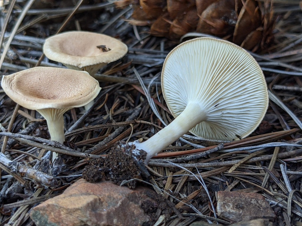Common Funnel in August 2021 by Michelle C. Torres-Grant ...