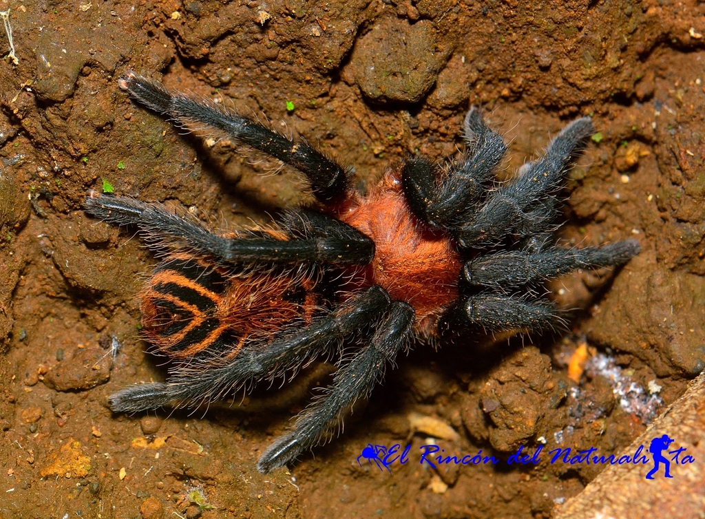 Costa Rican Suntiger Tarantula from Managua, Nicaragua on July 23, 2021 ...