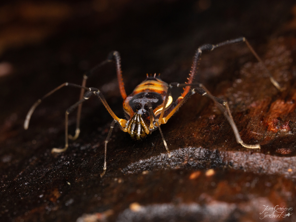 Sadocus asperatus from Talca, Maule, Chile on August 20, 2021 at 06:56 ...