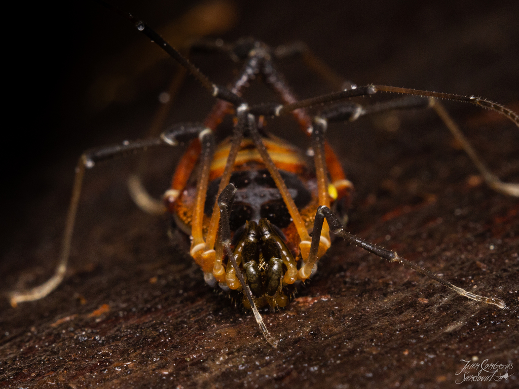 Sadocus asperatus from Talca, Maule, Chile on August 20, 2021 at 07:26 ...