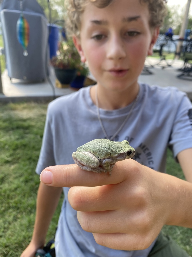 Cope's Gray Treefrog from SH-36, Abilene, TX, US on August 30, 2021 at ...