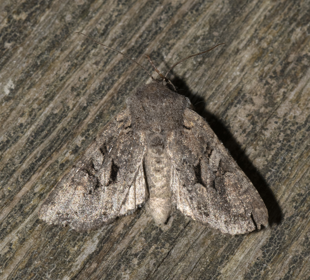Orthosia segregata in May 2021 by Owen Ridgen · iNaturalist