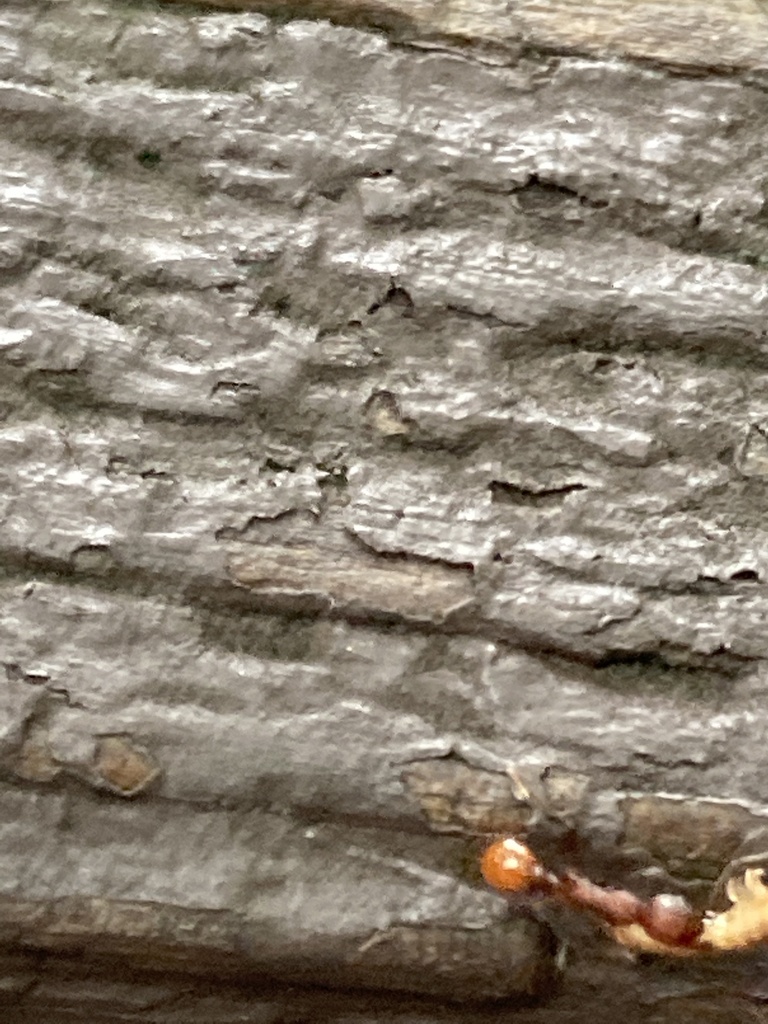 Tennessee Collared Ant from Mammoth Park, Mount Pleasant, PA, US on ...