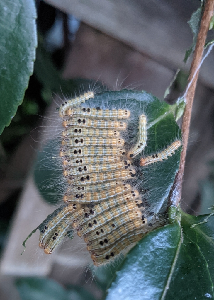 Tea tussock moth from Hakusan, Abiko, Chiba 270-1154, Japan on August ...