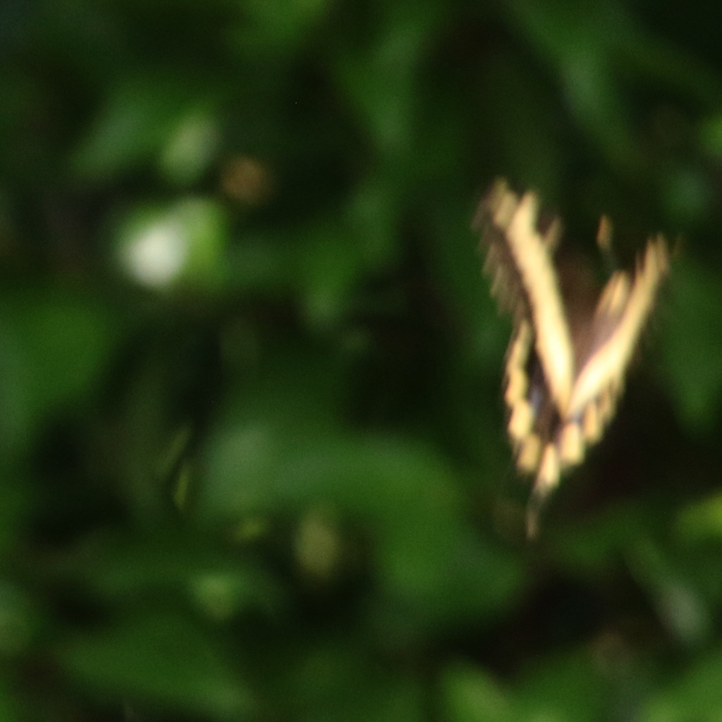 Bahamian Swallowtail from North Key Largo, FL 33037, USA on August 29 ...