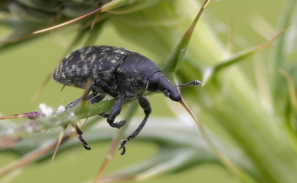 Turbine Cylindrical Weevil from Patuxent Research Refuge, Prince George ...