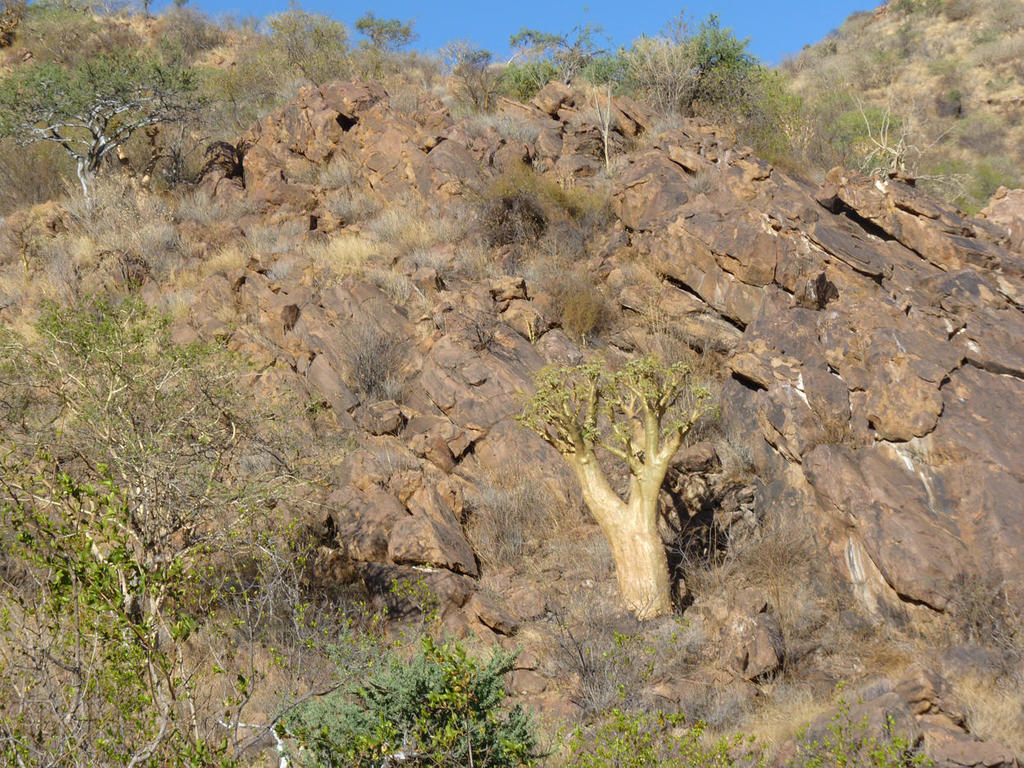 Cobas Tree from Okomitundu Guest Farm: 35 km southwest from Okahandja ...