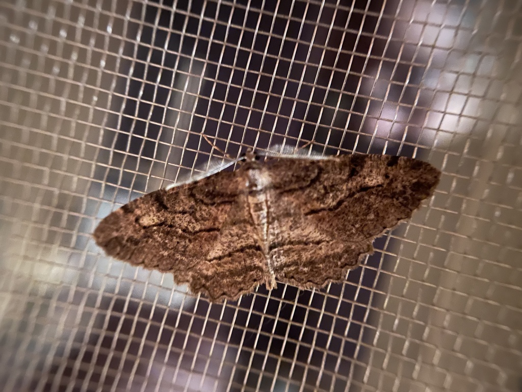 Brown-lined Looper from San Juan Island, Friday Harbor, WA, US on ...